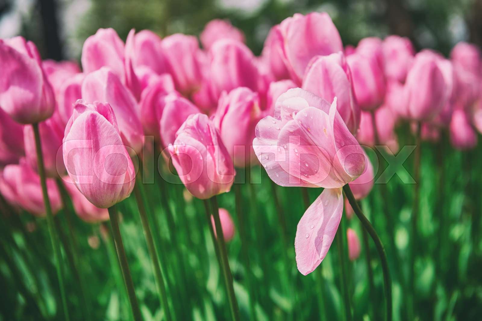 Pink tulip flowers | Stock image | Colourbox