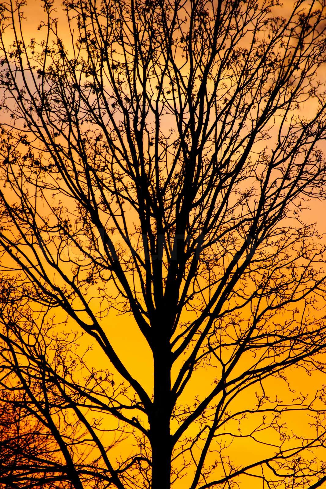 Tree silhouette with orange sky | Stock image | Colourbox