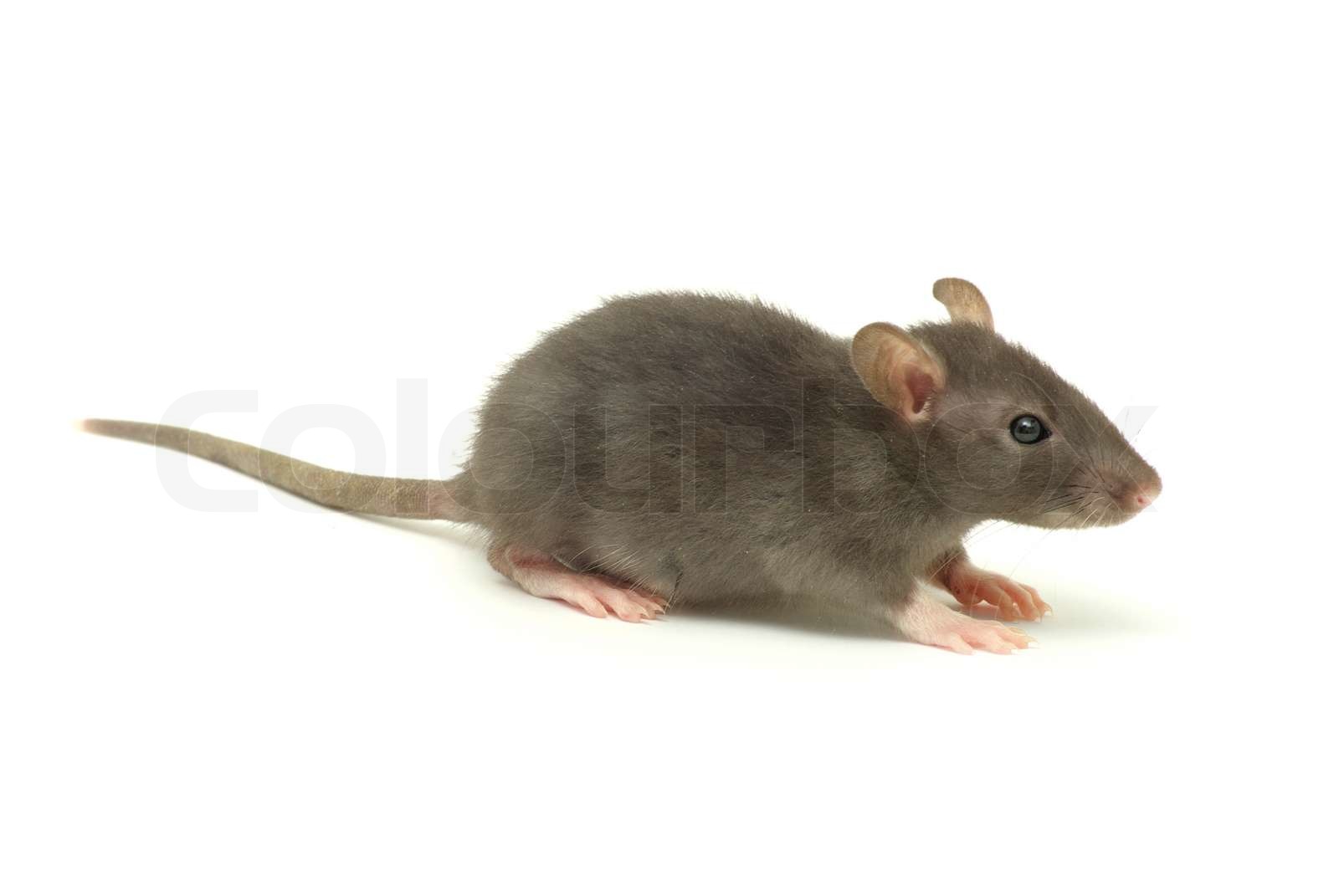 rat | Stock image | Colourbox