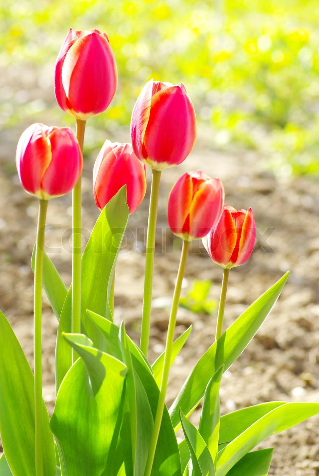 rote Tulpen | Stock Bild | Colourbox