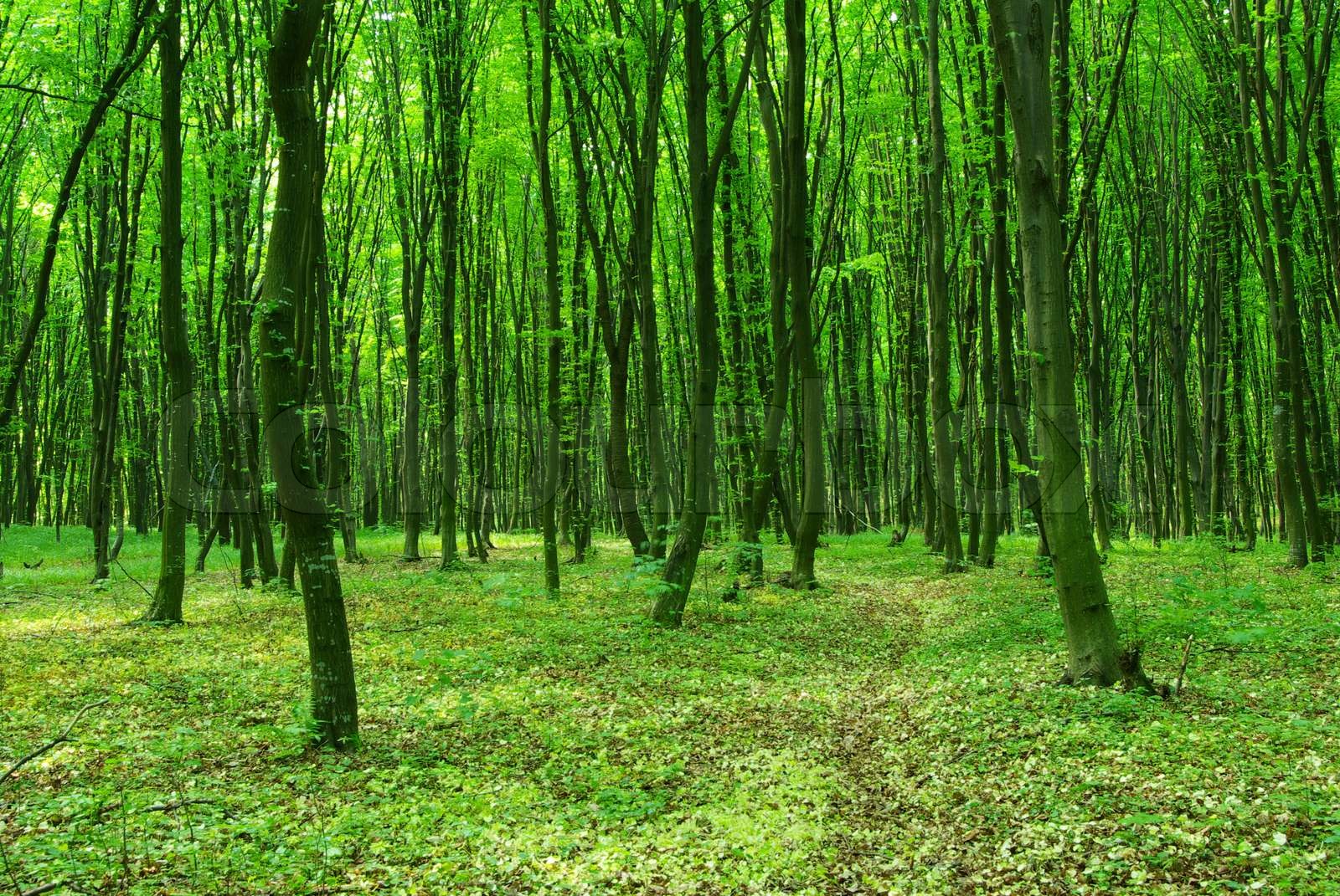 Wald | Stock Bild | Colourbox