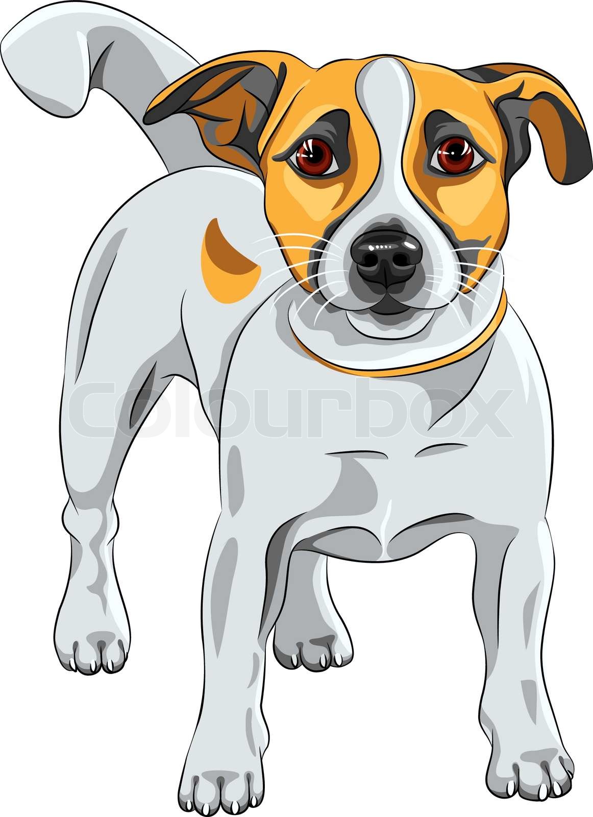 vector sketch dog Jack Russell Terrier breed | Stock vector | Colourbox