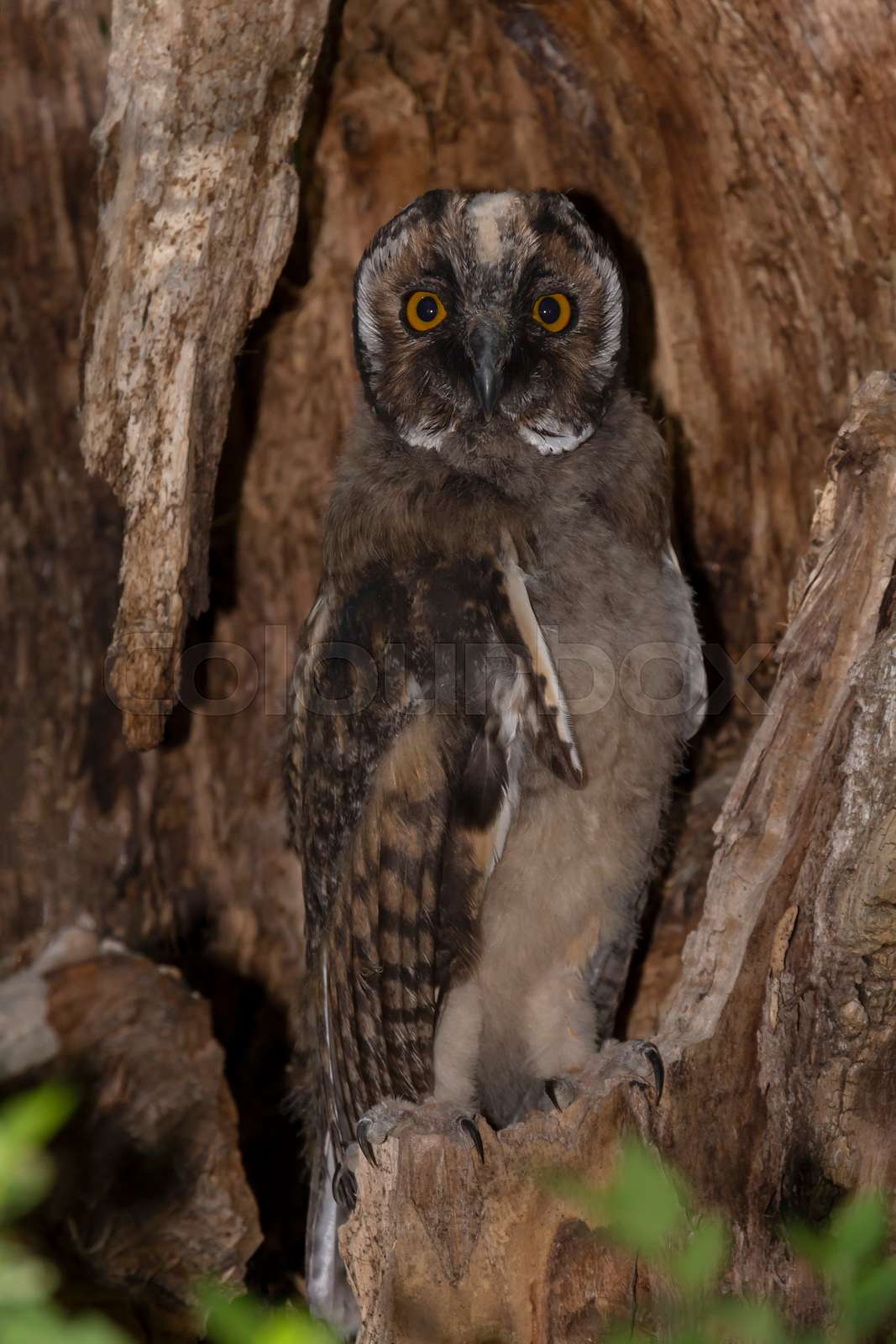 eule, natur, mimikry | Stock Bild | Colourbox