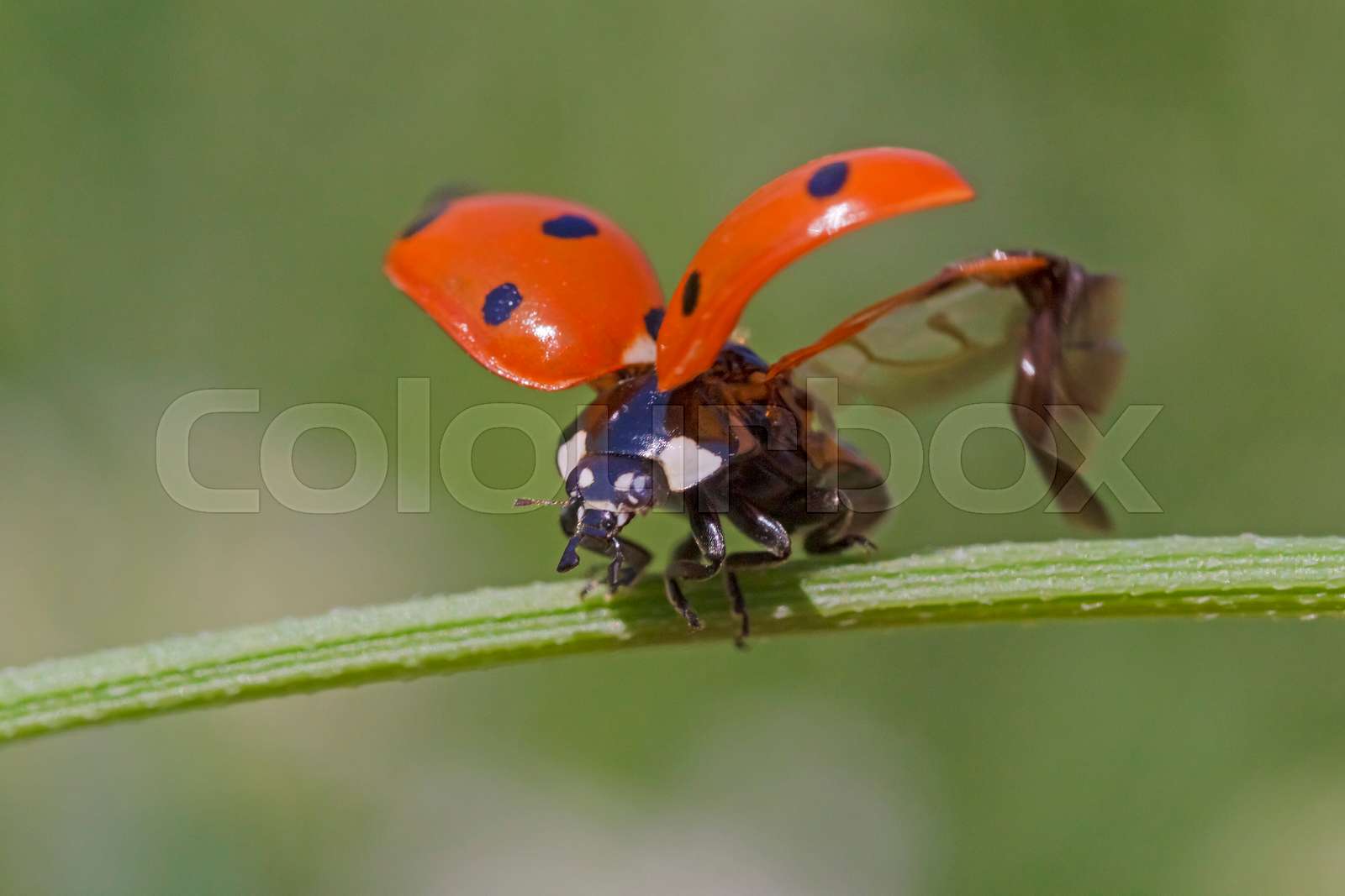 marienkäfer, natur, tierwelt | Stock Bild | Colourbox