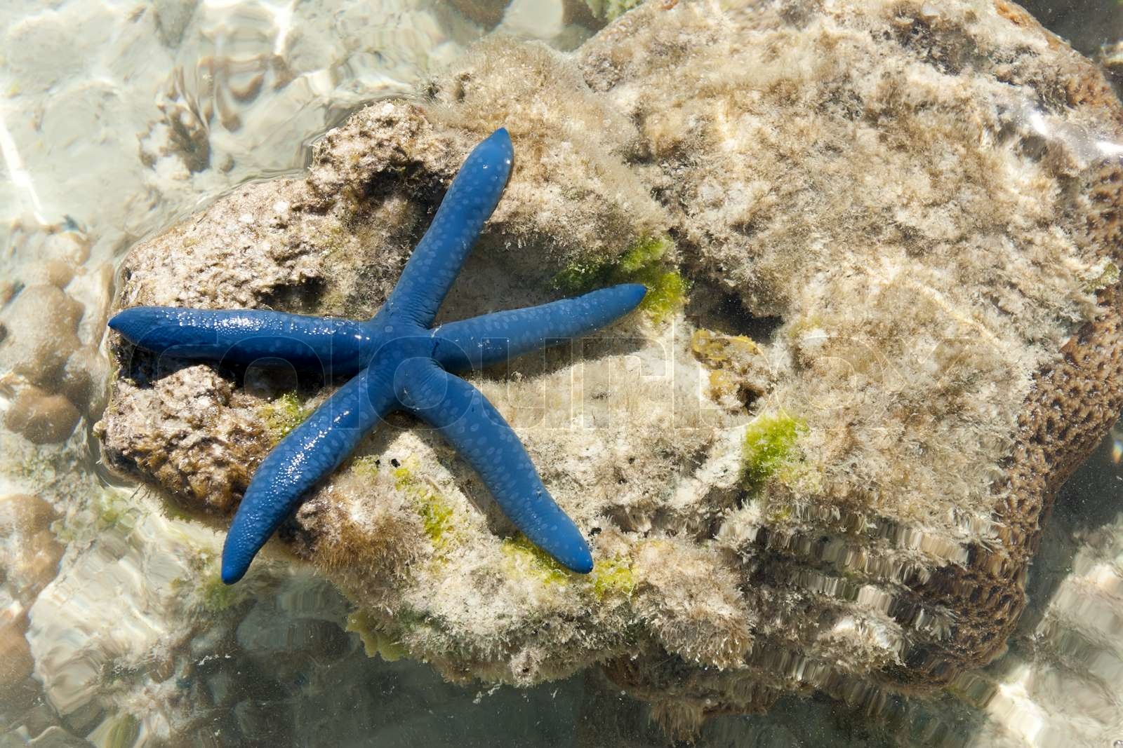 Blauer Seestern close -up Sibuan Insel | Stock Bild | Colourbox