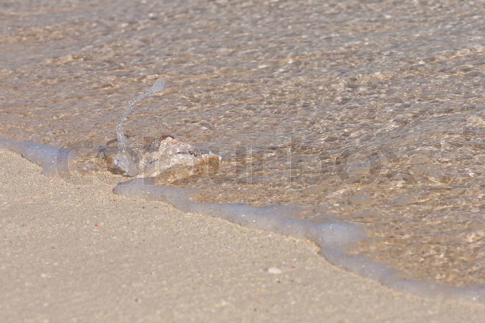 sea snail shells on the beach | Stock image | Colourbox