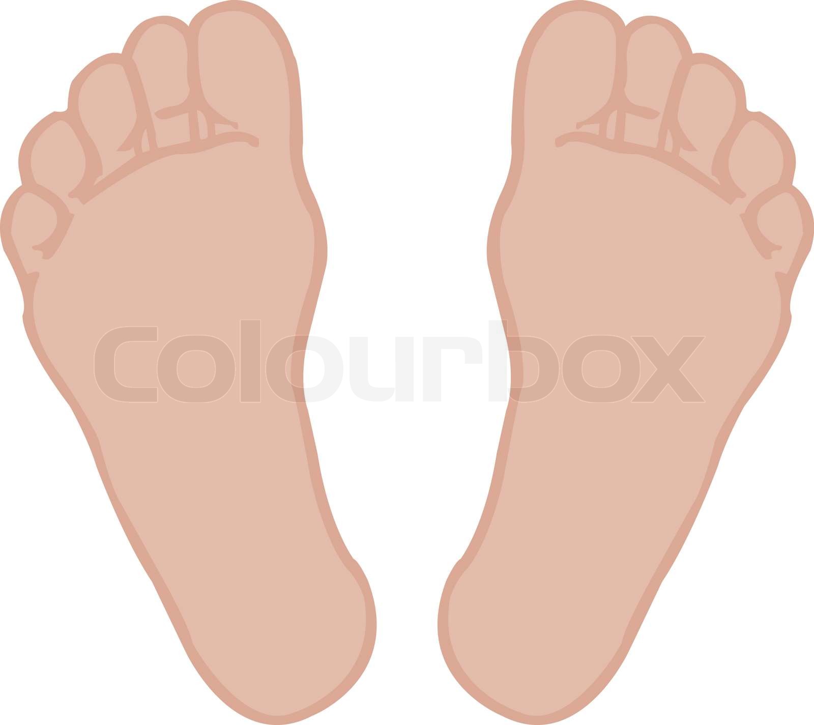 Vector illustration of a foot of feet on a white background | Stock ...