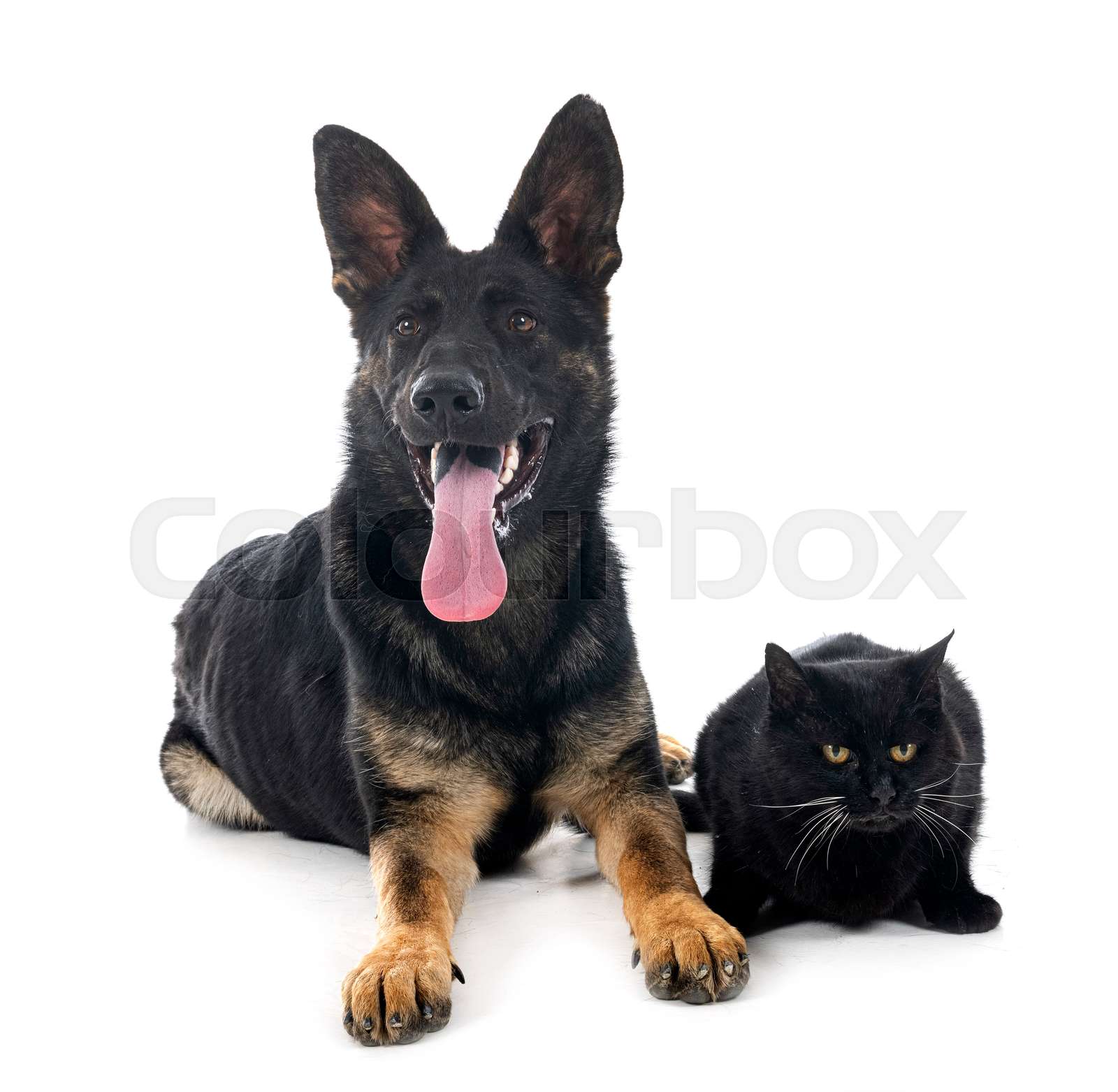 young german shepherd and cat | Stock image | Colourbox