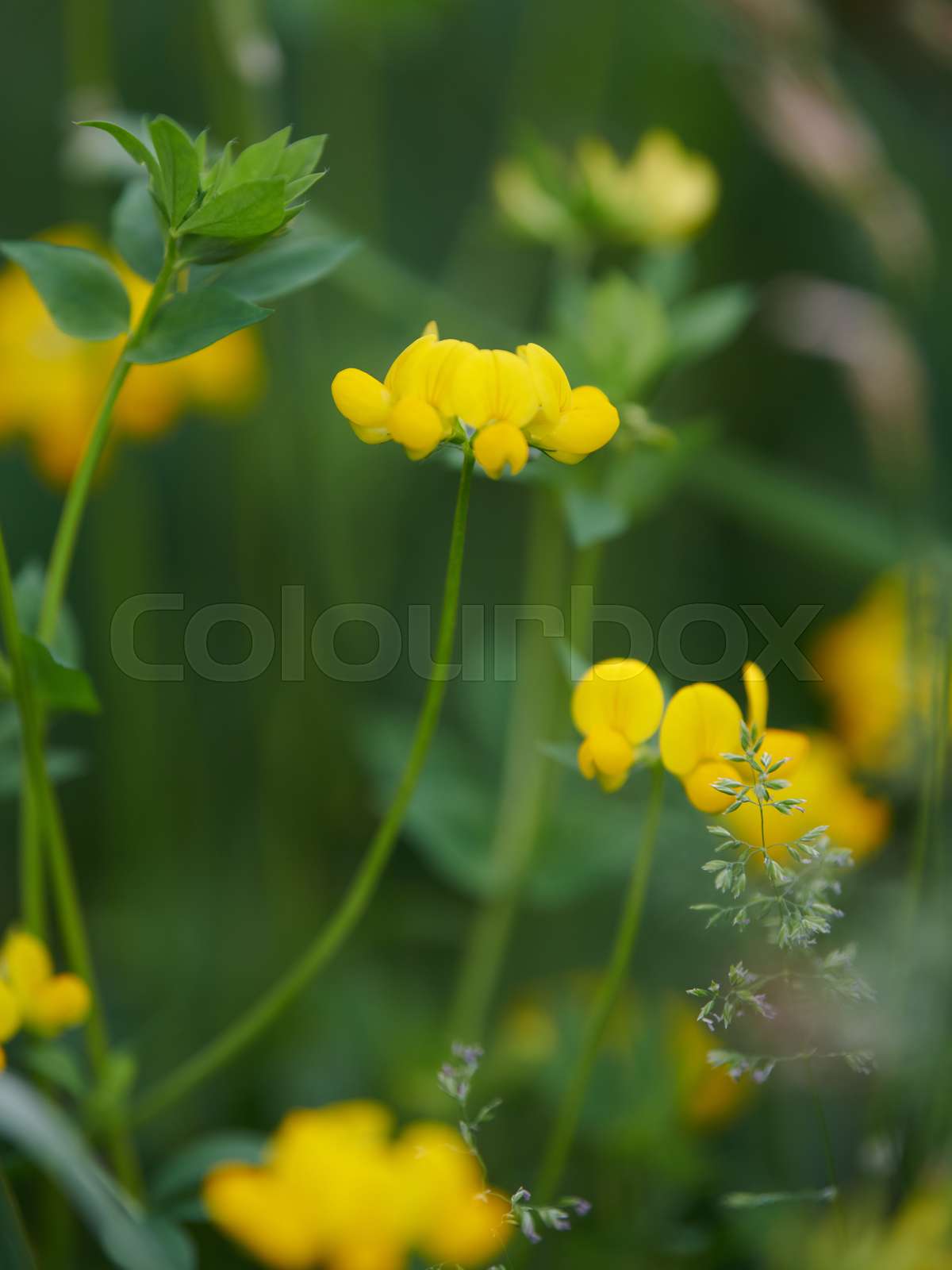 flower, plant, plain | Stock image | Colourbox