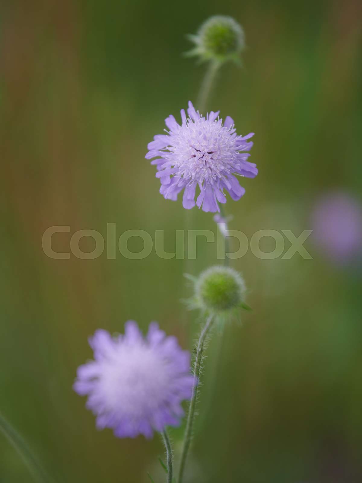 Blomst, Blåhat, biodiversitet, Plante, Flora, insekter, Natur, Macro ...