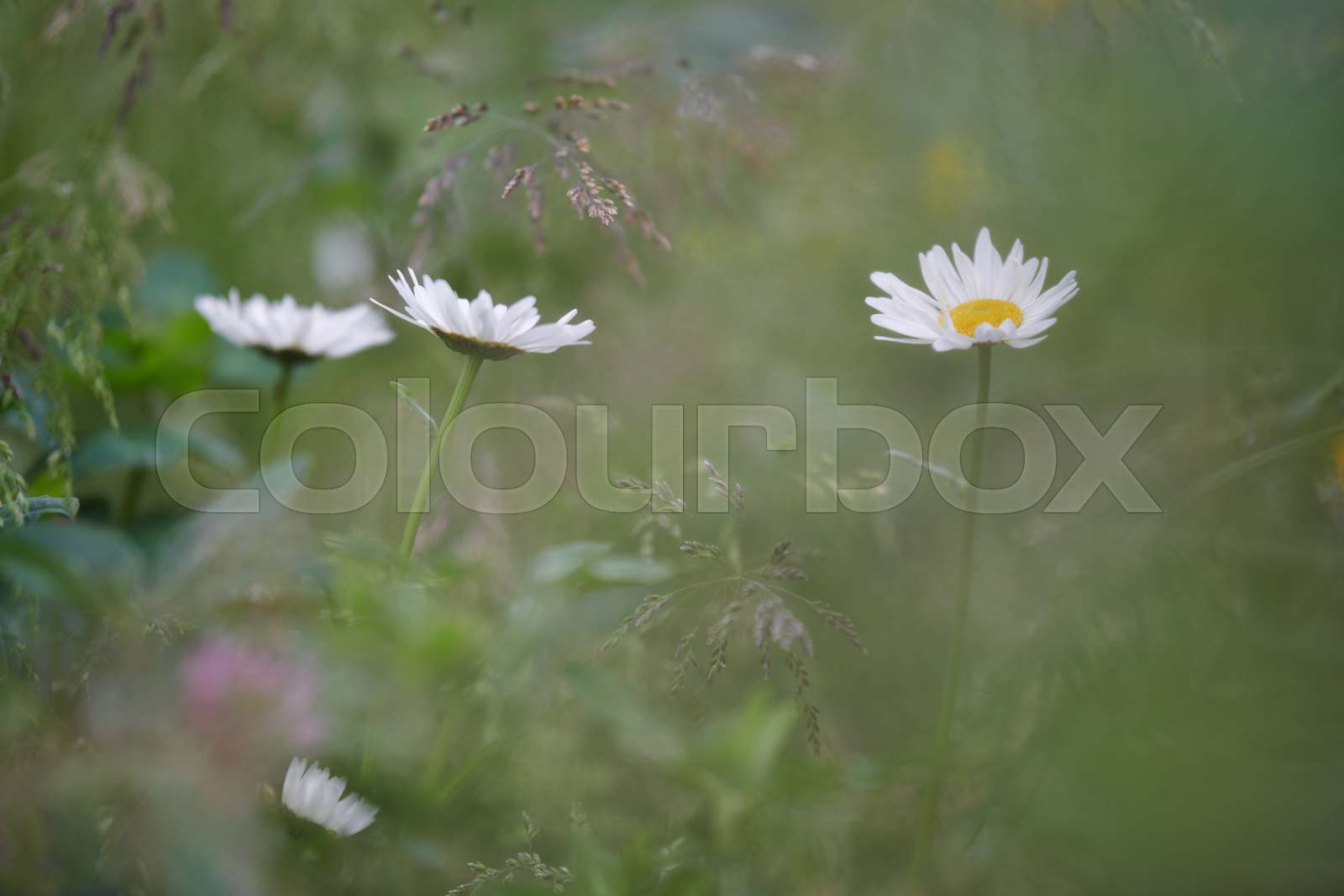 Natur, blomster, blomst, Hvid Okseøje, Marguerit | Stock foto | Colourbox