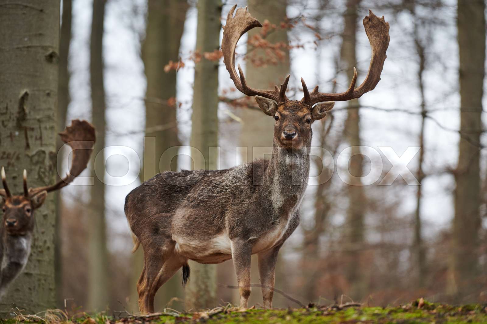Dådyr hjort med stort gevir i skov, dyrehave | Stock foto | Colourbox