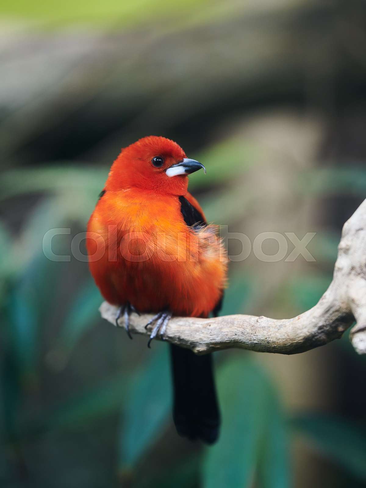 Farverig fugl i junglen, fugle, regnskov, portræt, natur, Amazonas, dyr ...