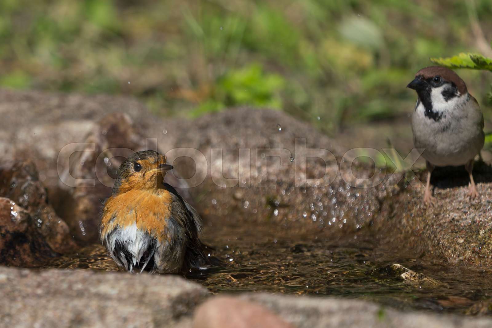 Red robin sitting in a birdbath | Stock image | Colourbox