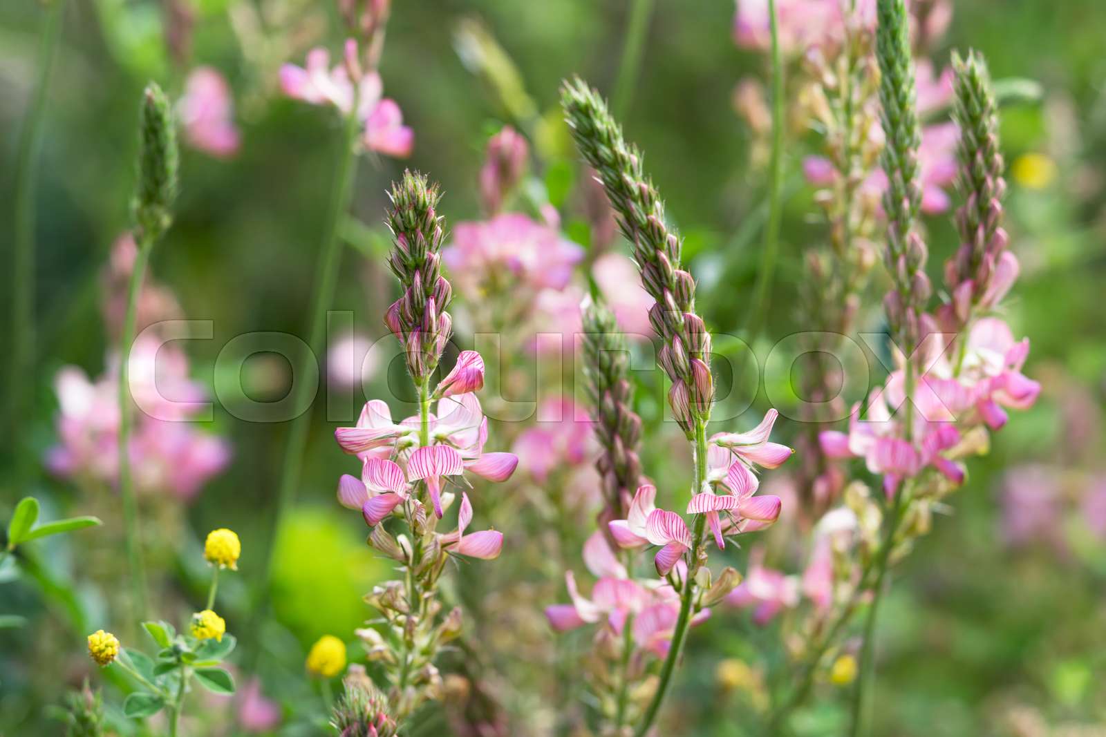 Common sainfoin flowers | Stock image | Colourbox