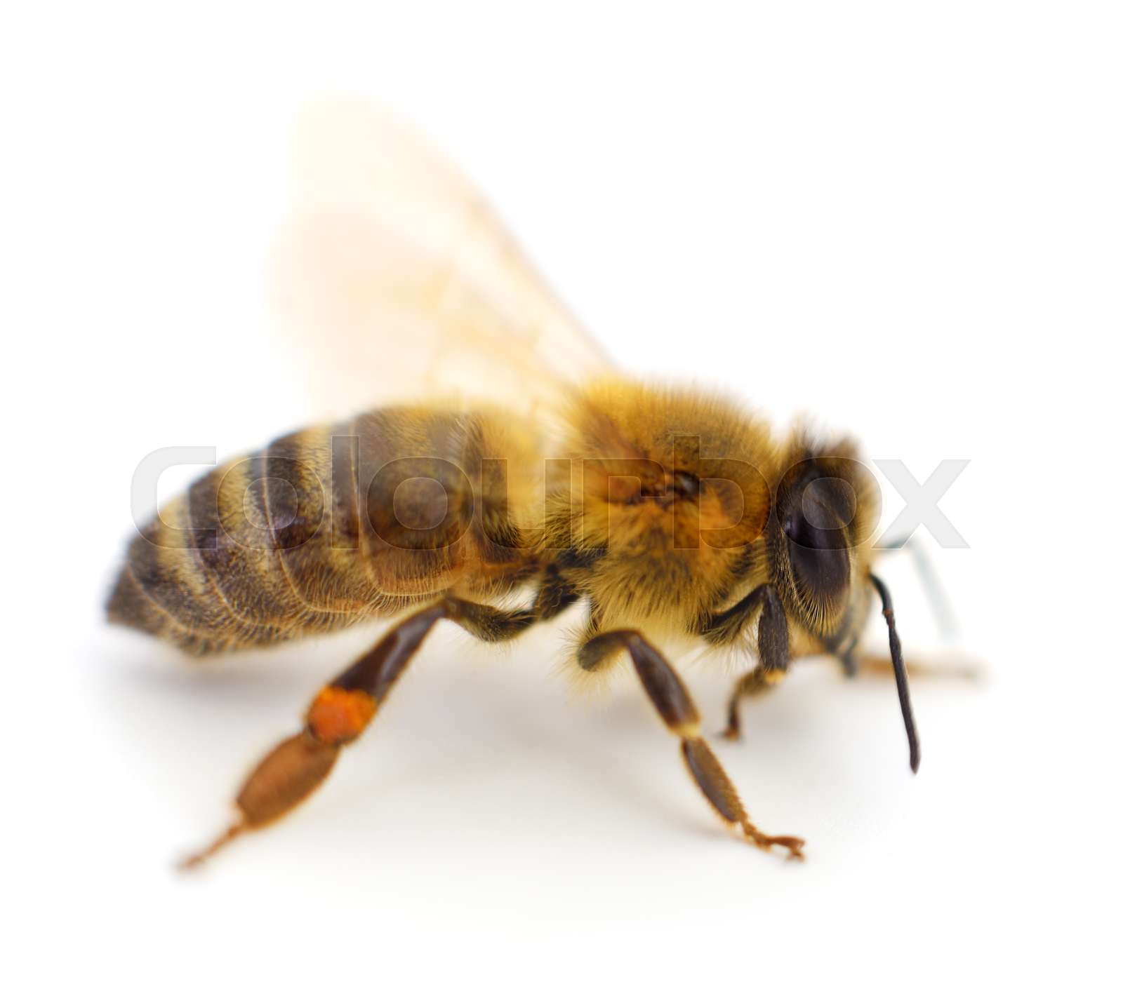 Bee on white. | Stock image | Colourbox