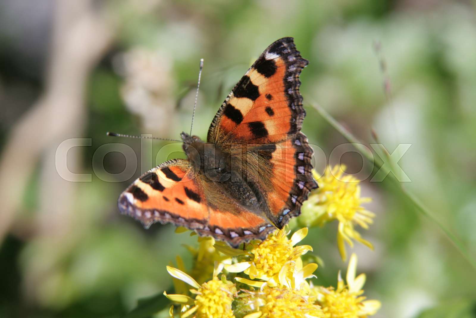 | Stock image | Colourbox