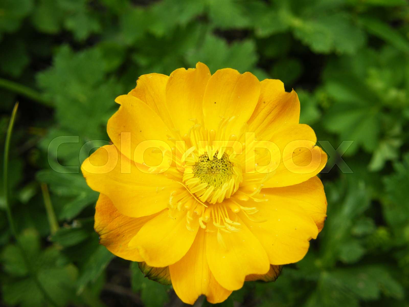 | Stock image | Colourbox