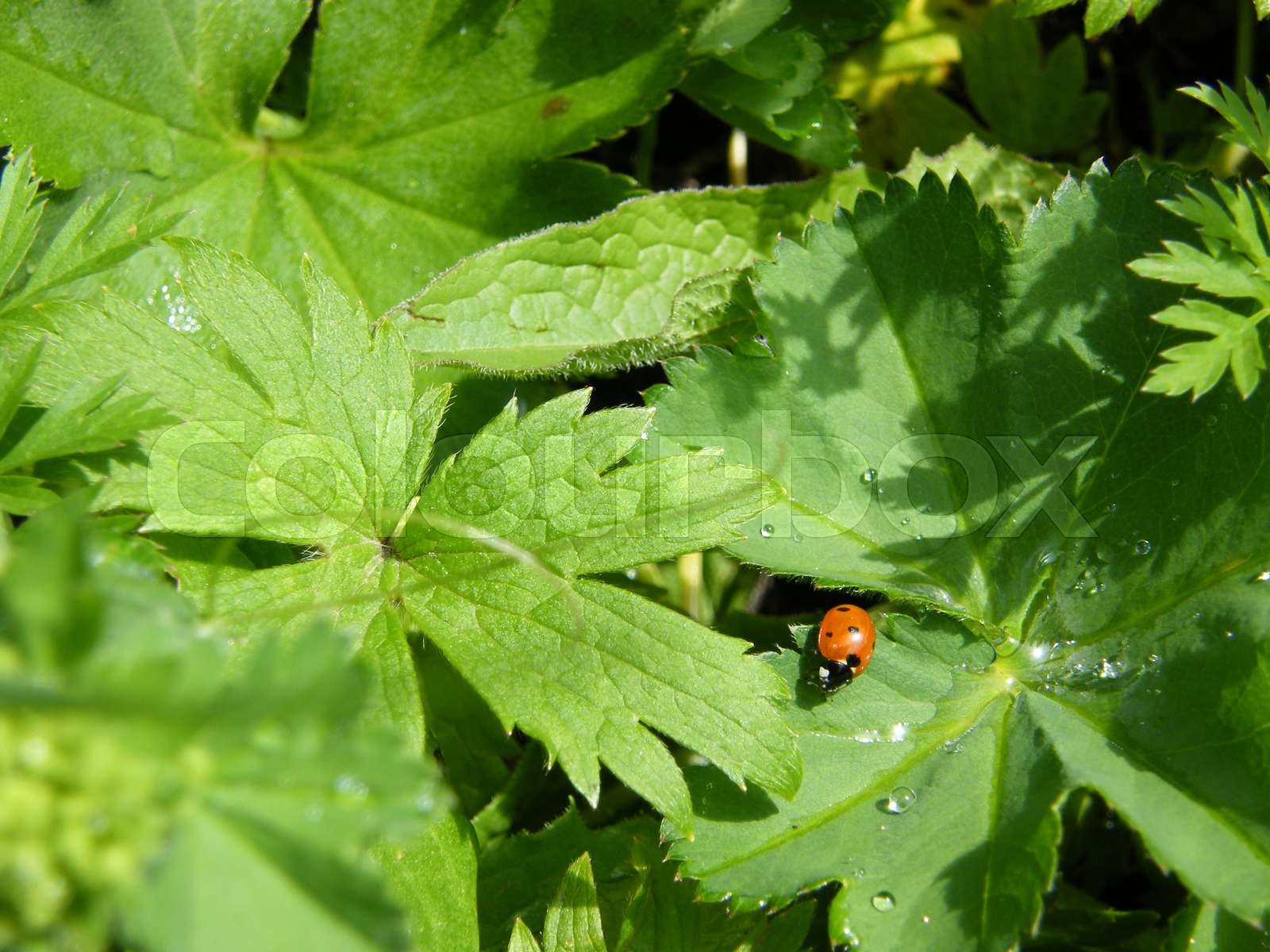 | Stock image | Colourbox