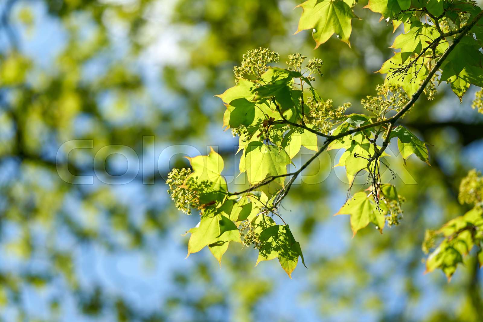 in Europa seltener Kolchischer Ahorn, Acer cappadocicum mit Blütenstand ...
