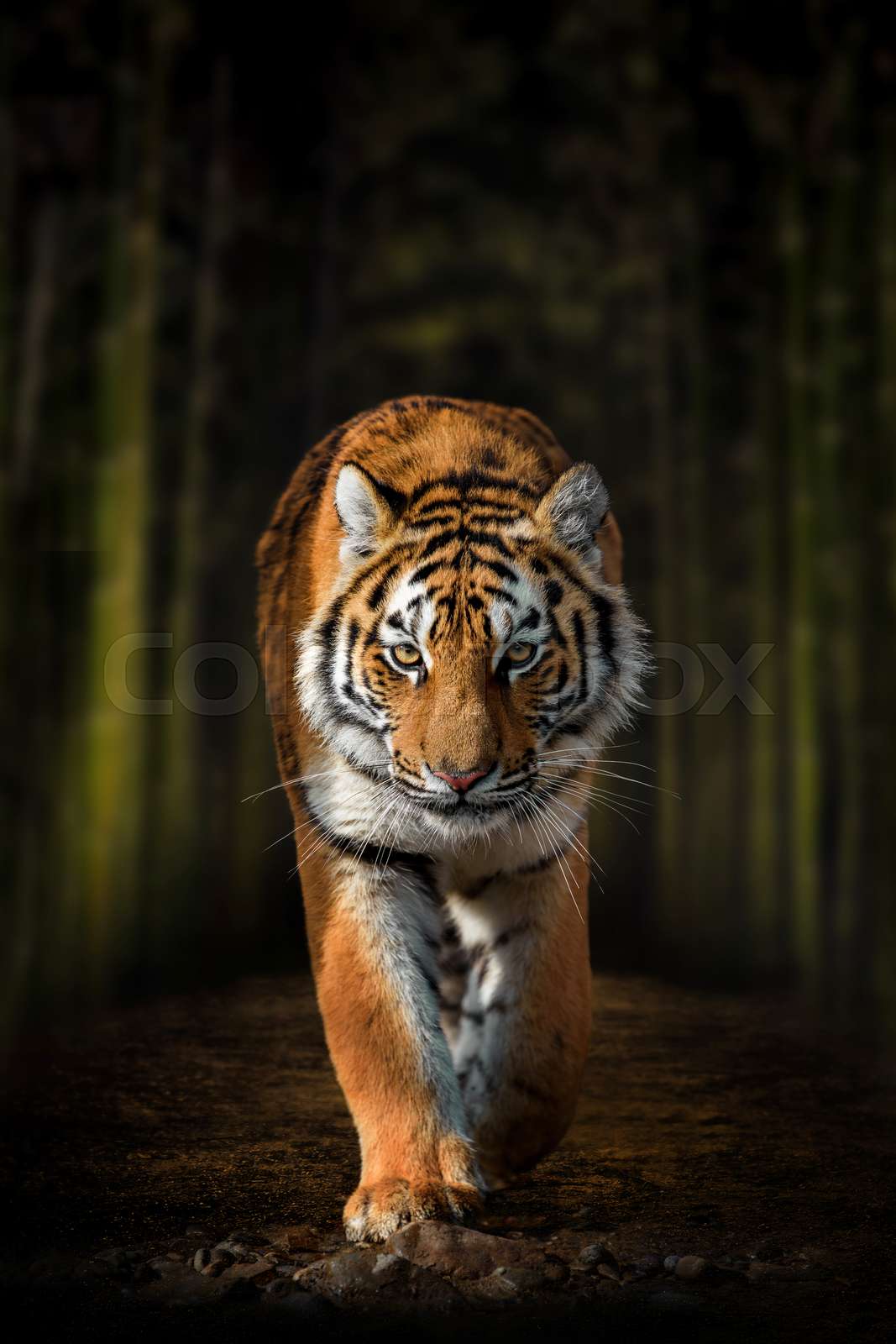 Siberian Tiger walking through dark forest | Stock image | Colourbox