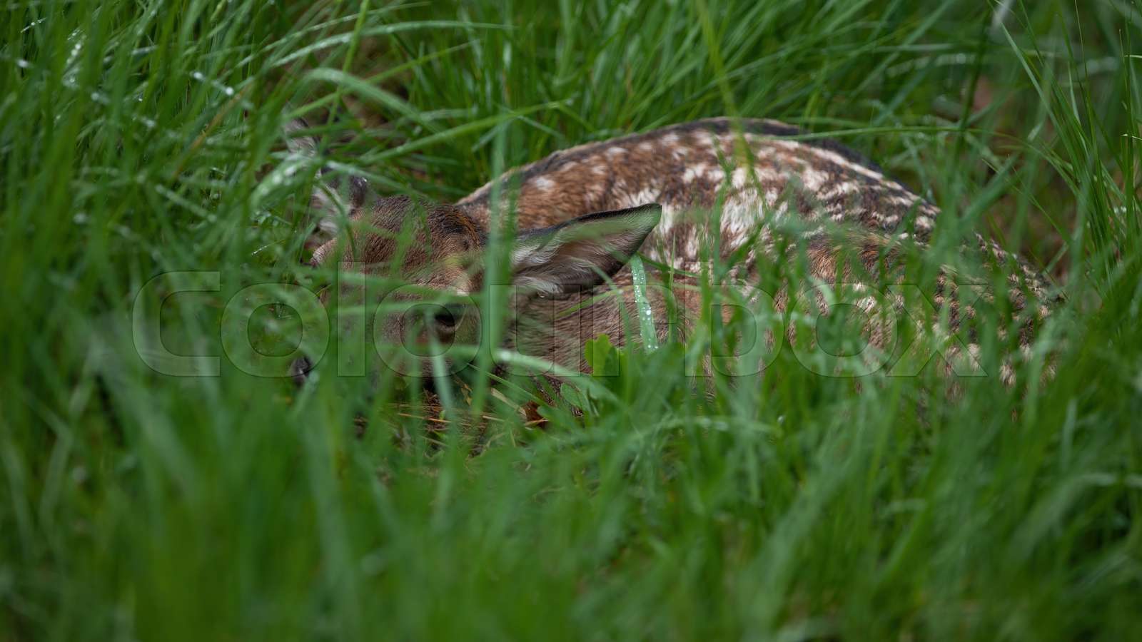 Baby red deer hiding on long grass in summer nature | Stock image ...