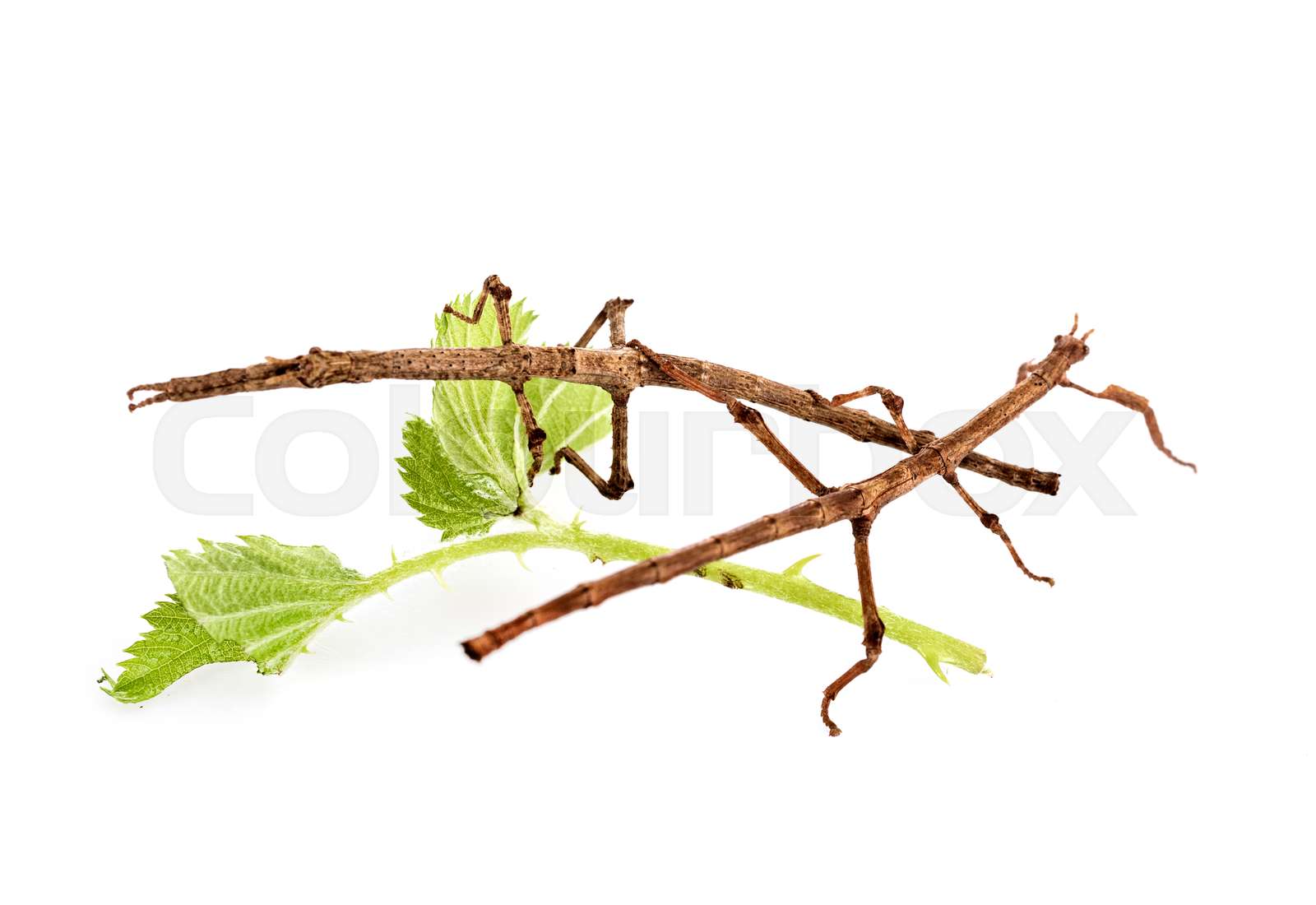 stick insect in studio | Stock image | Colourbox