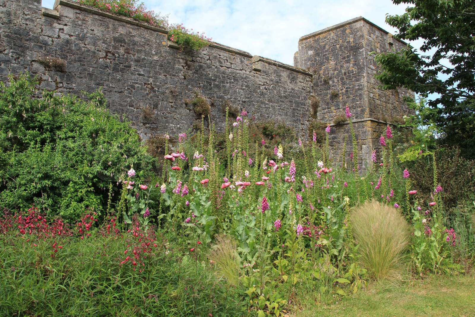 Powderham Castle in England. | Stock image | Colourbox