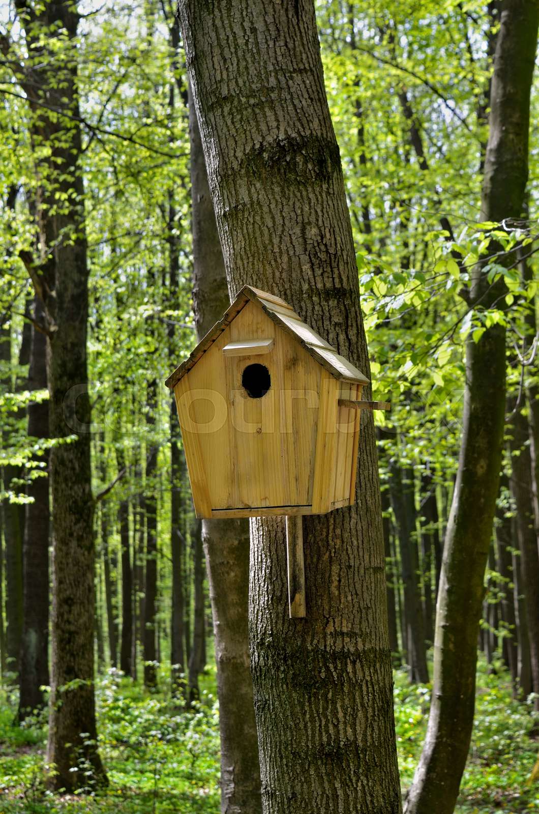 Birdhouse on a high tree in the forest | Stock image | Colourbox