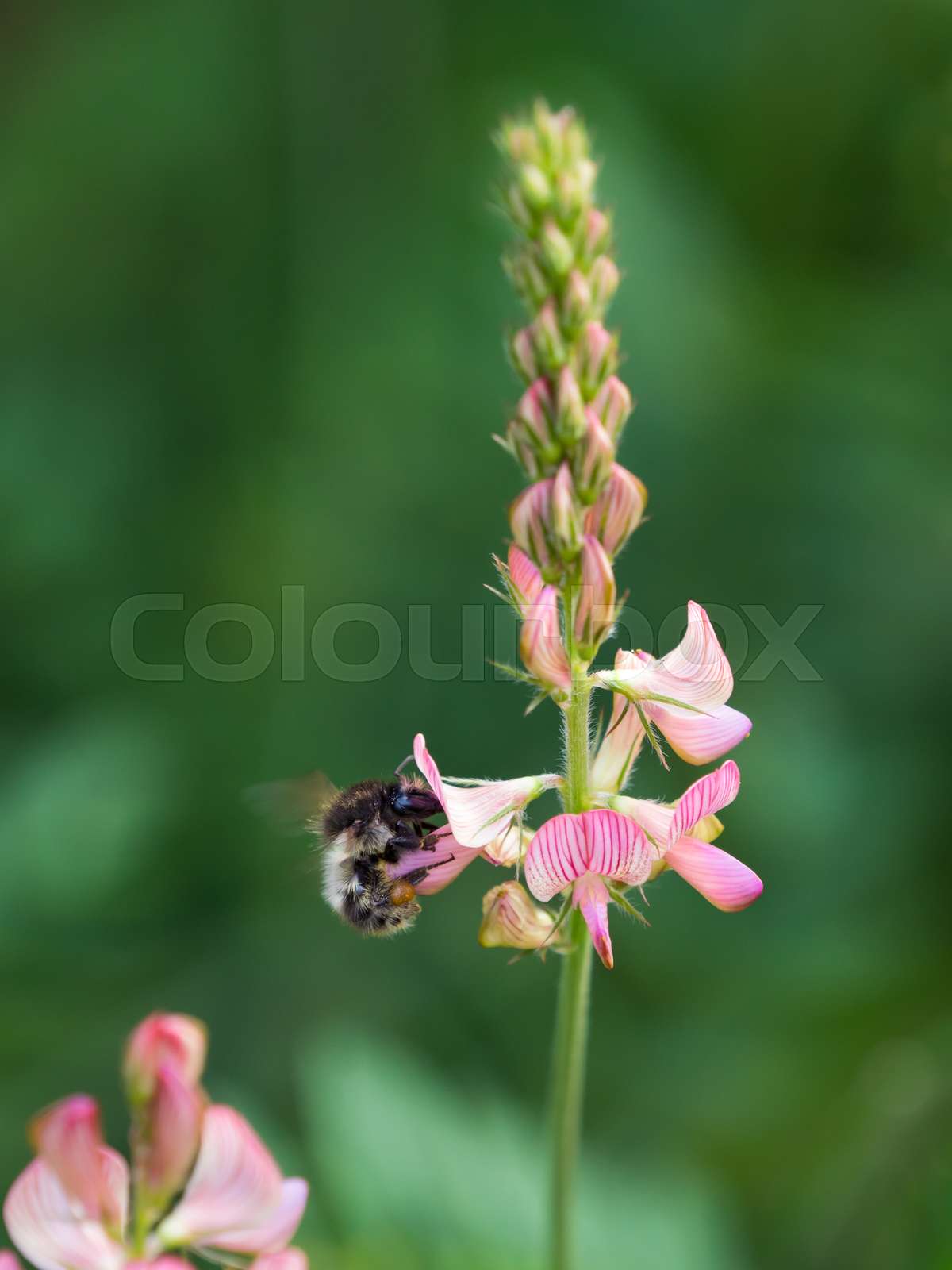 Bumble bee on red flower | Stock image | Colourbox