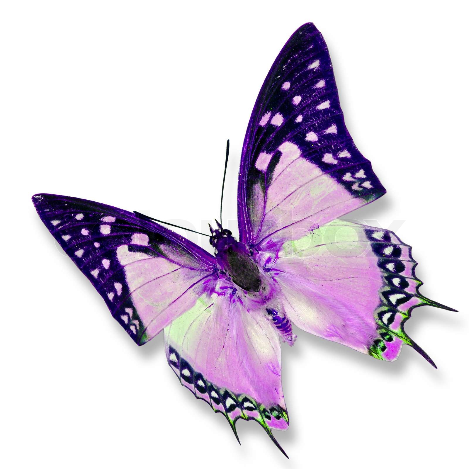 Purple butterfly | Stock image | Colourbox