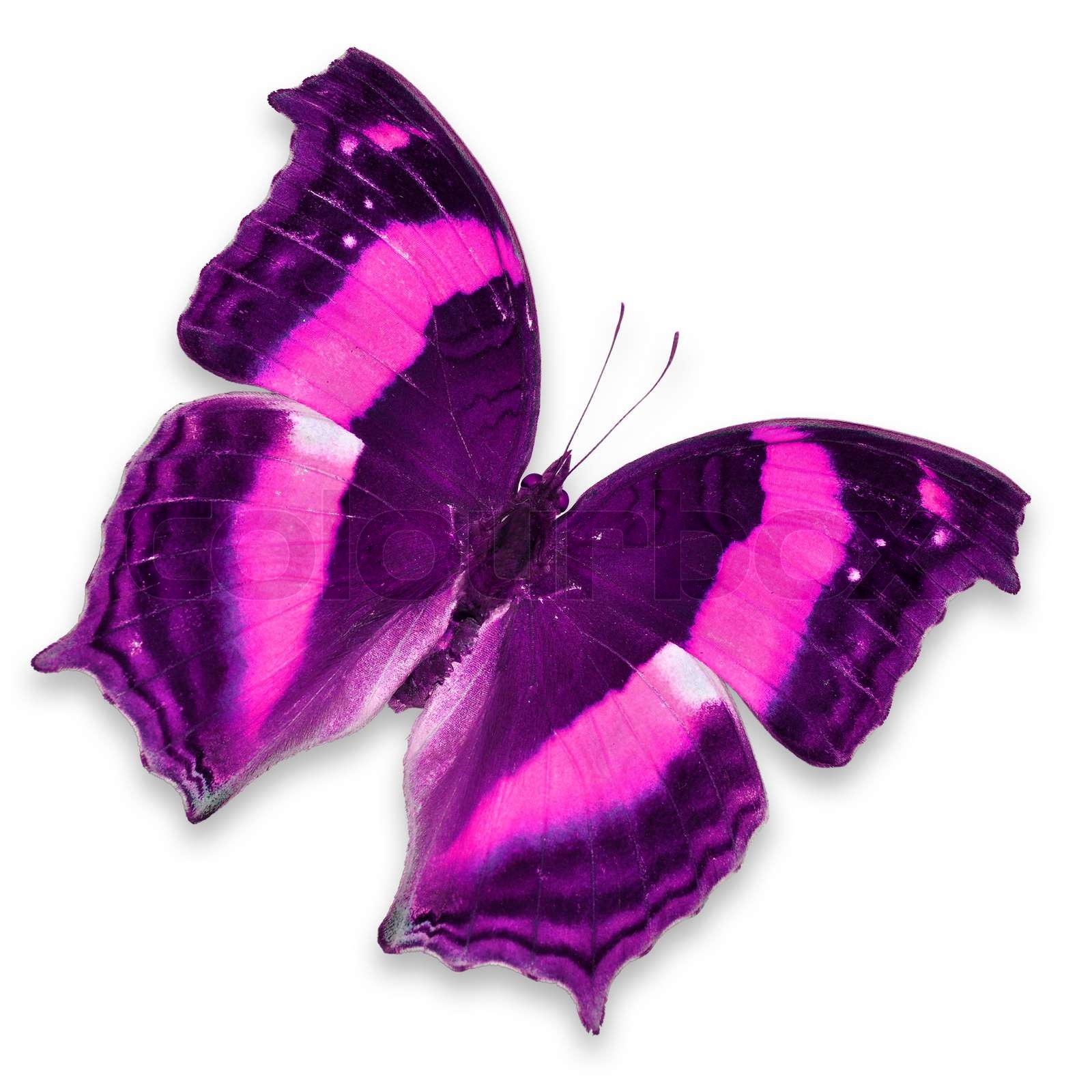 Pink Butterfly | Stock image | Colourbox