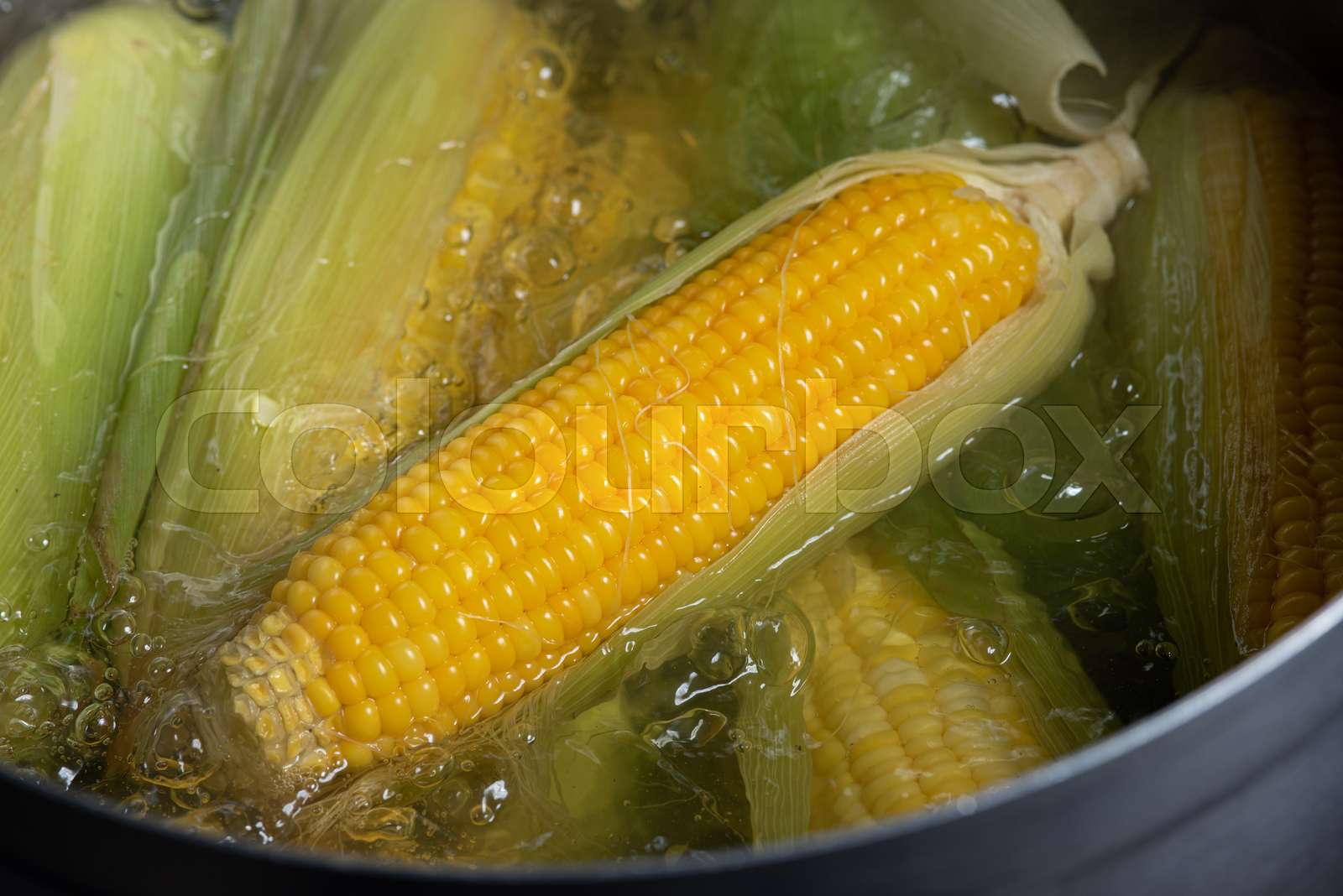 Boil the corn in boiling water | Stock image | Colourbox