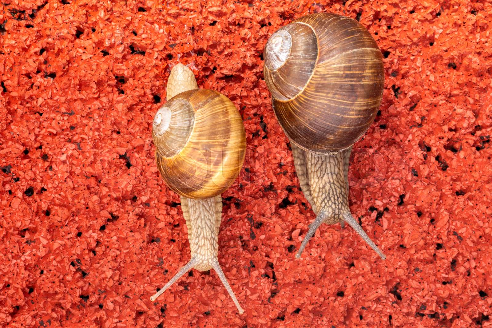 Snails effort running on red rubber track | Stock image | Colourbox