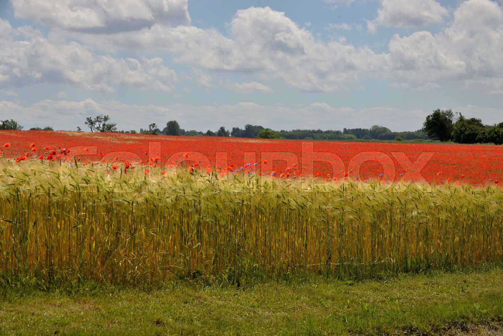 kornmark sprøjtefri landbrug valmuer | Stock foto | Colourbox