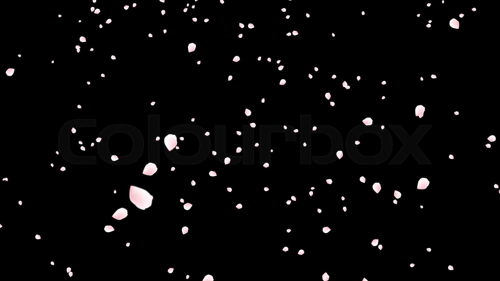 Cherry Blossom(Sakura) Petals Falling with alpha channel for overlays ...