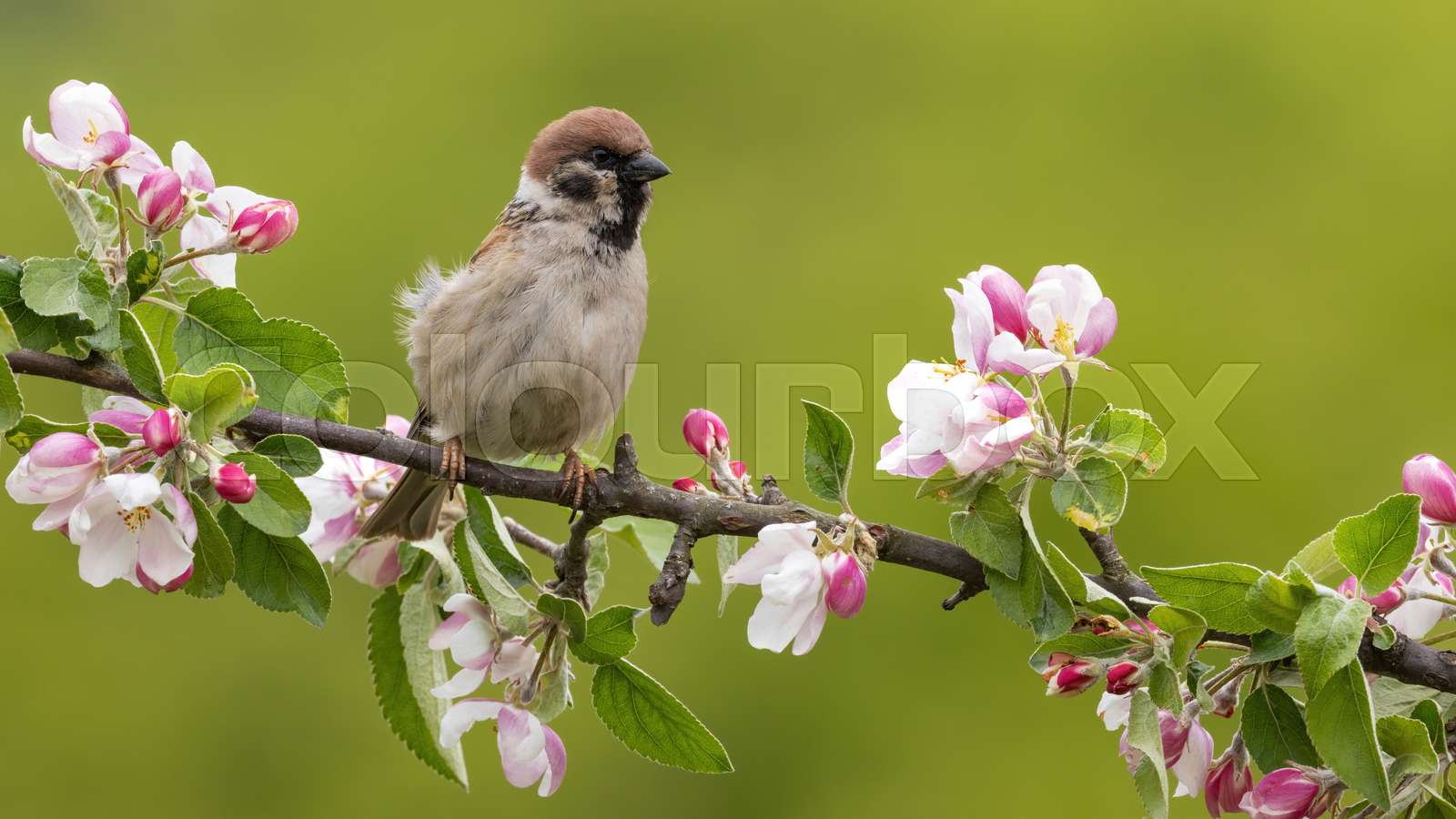 Eurasian tree sparrow sitting on blooming branch in spring | Stock ...