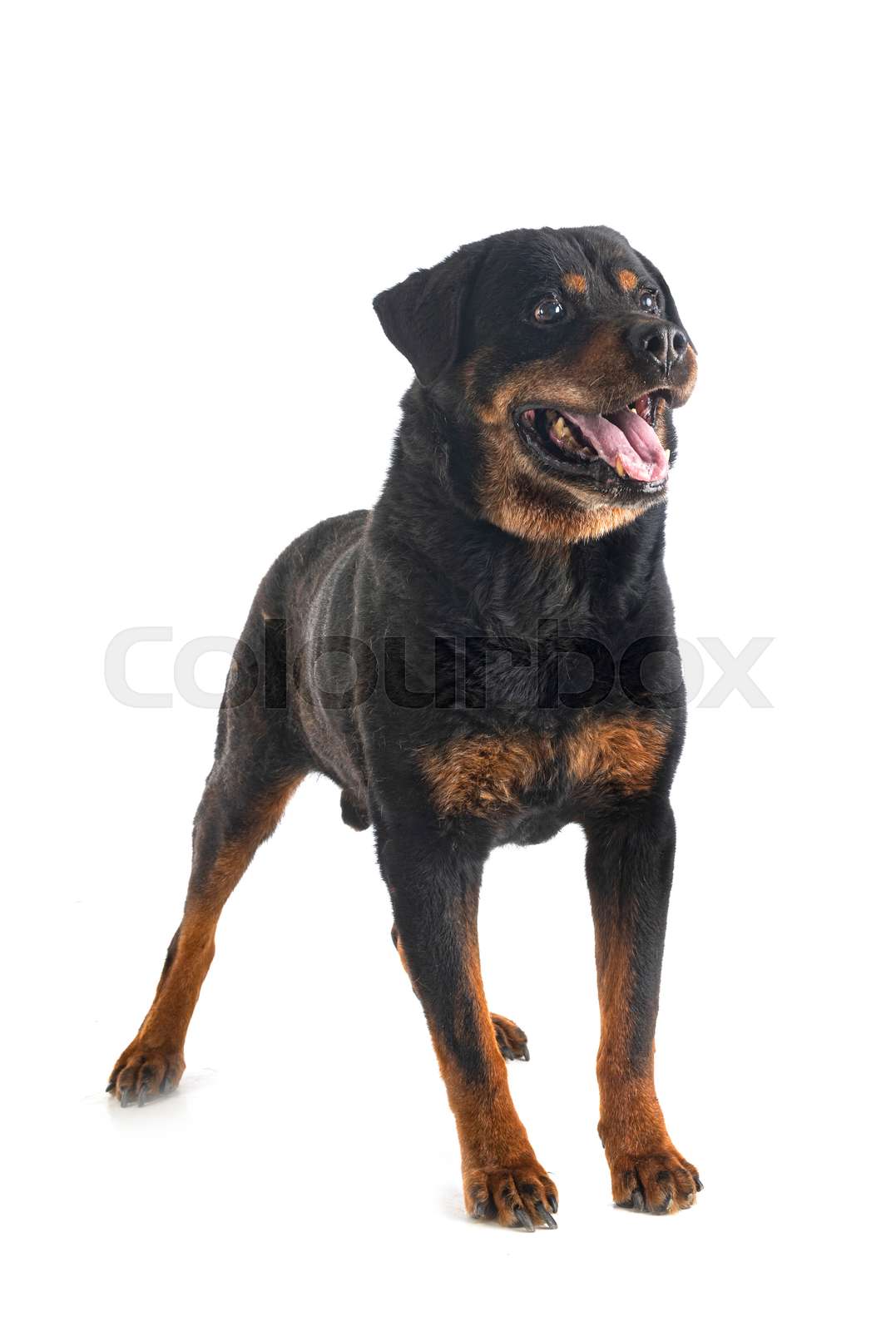 old rottweiler in studio | Stock image | Colourbox