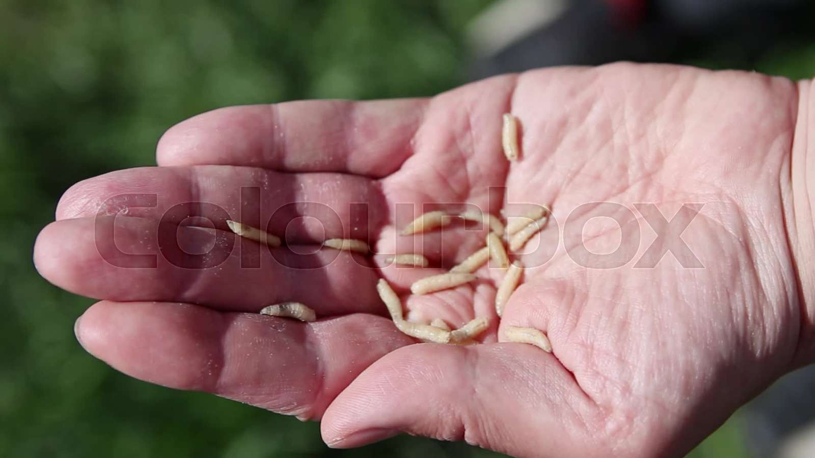 Fishing worms. White maggots on man hand moving and crawling ...