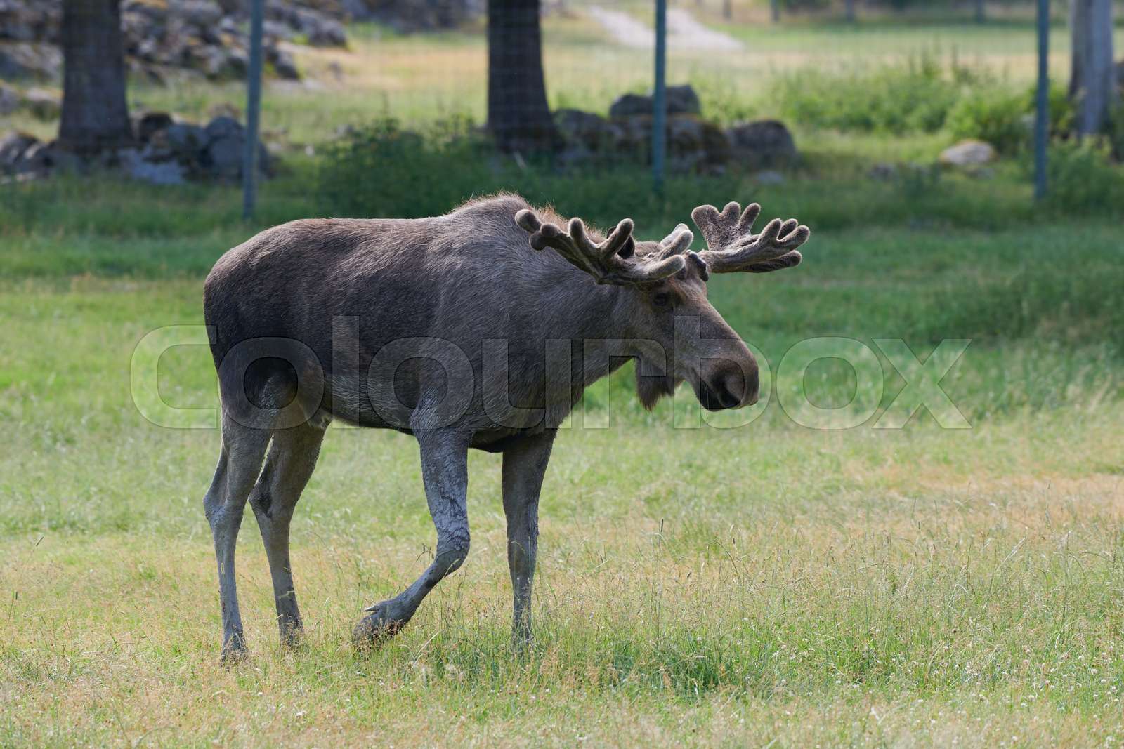 Elg, moose, dyr, pattedyr, natur, Sverige, Sweden, Lille vildmose ...