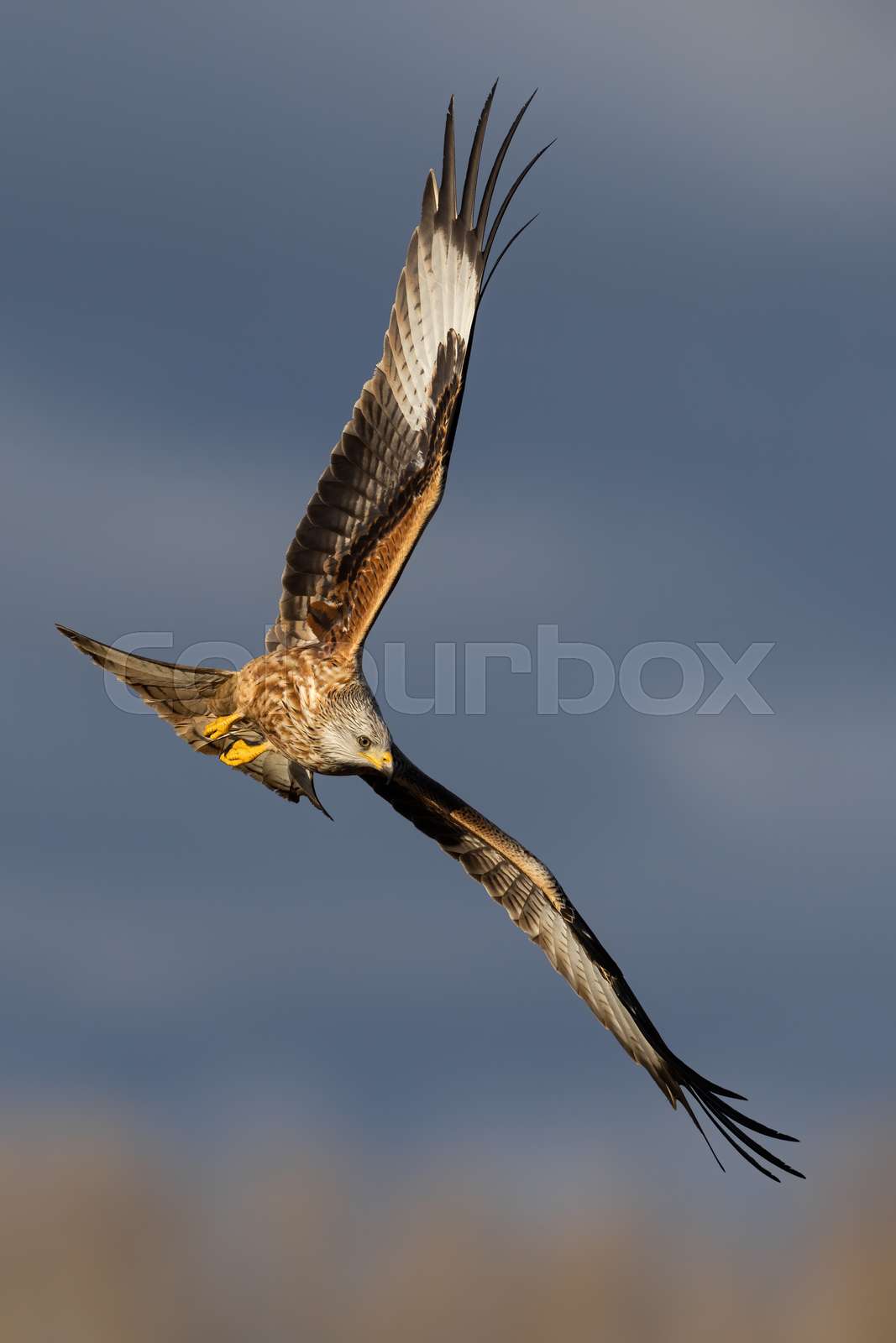Red kite in flight in springtime in vertical shot. | Stock image ...