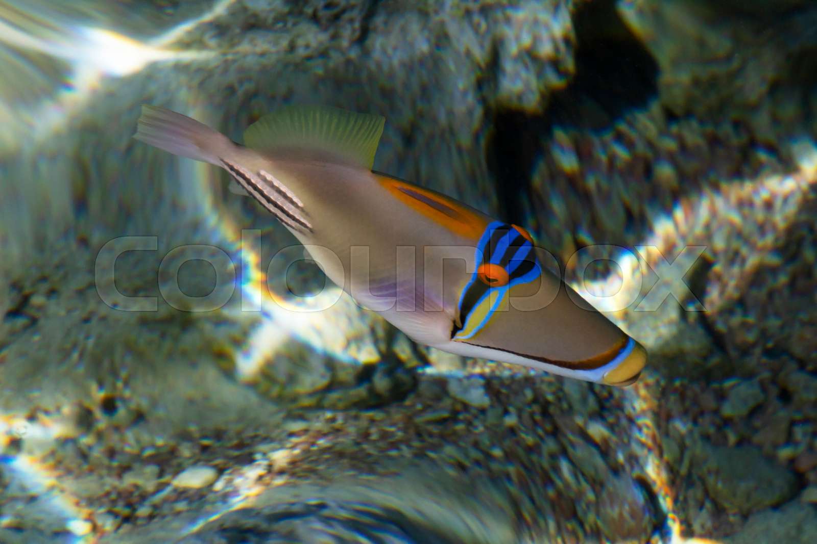 close up of Lagoon triggerfish swimming at reef | Stock image | Colourbox