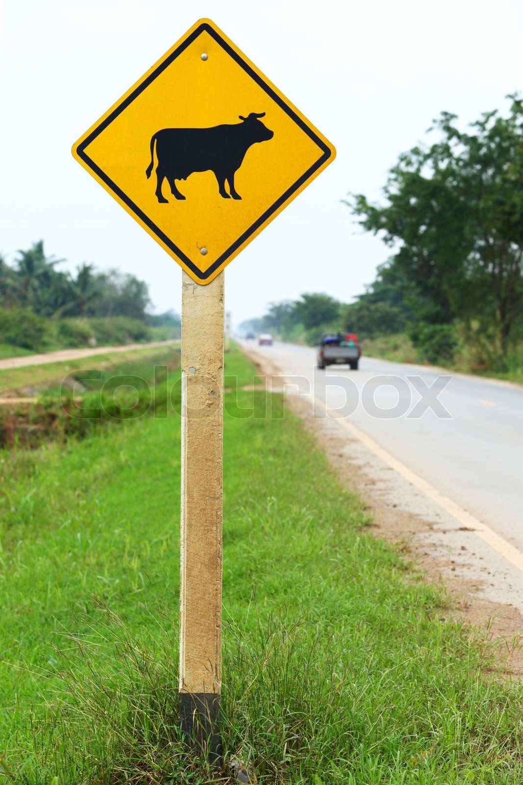 Cow warning sign | Stock image | Colourbox