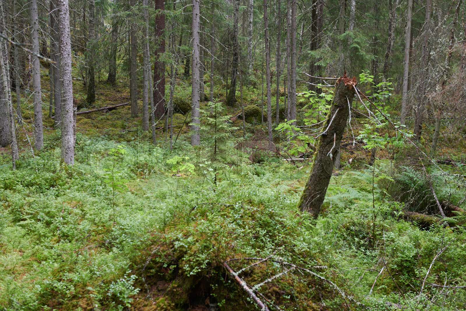 untouched, forest, landscape | Stock image | Colourbox