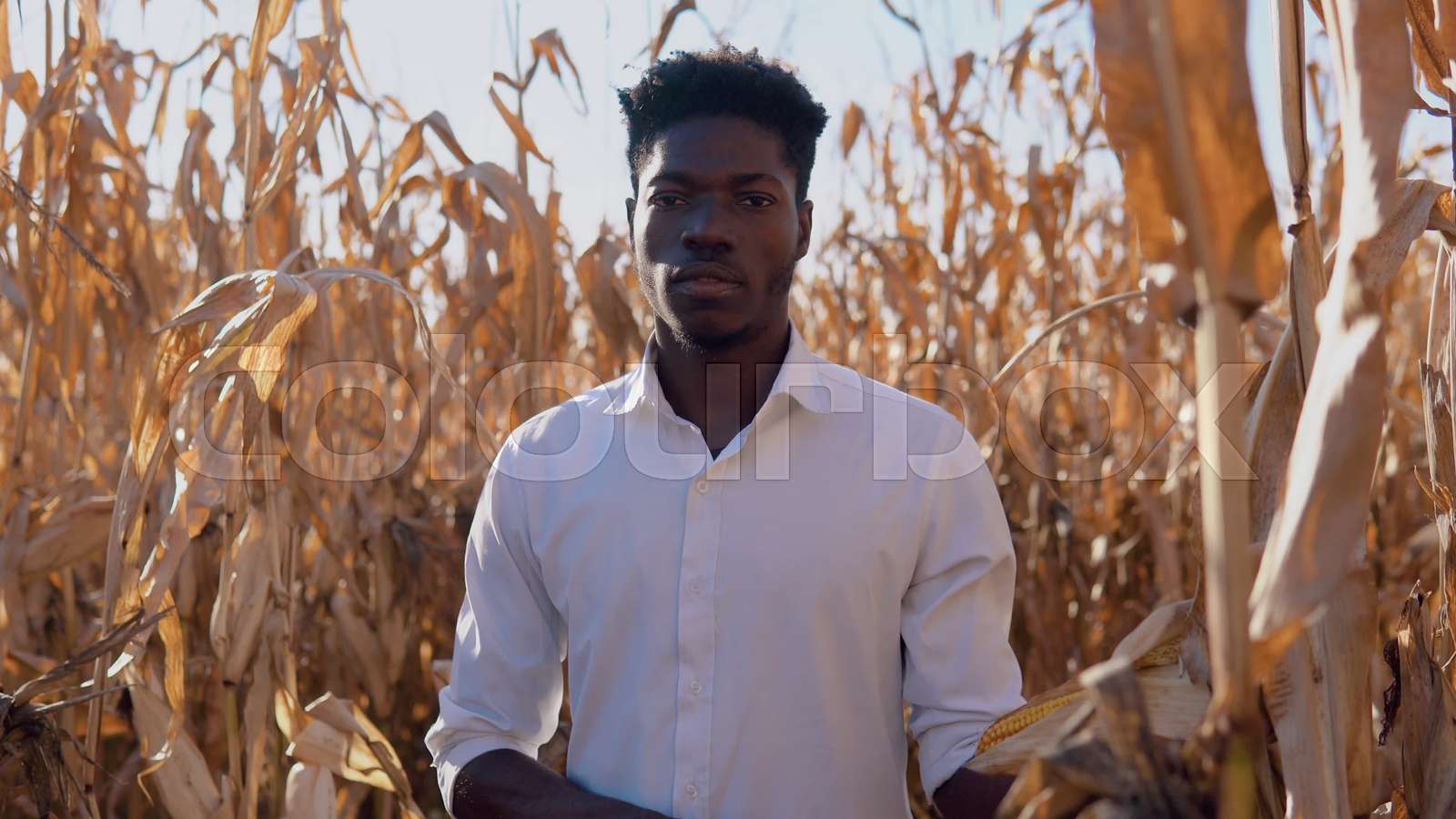Young african american farmer agronomist man standing in the middle of ...