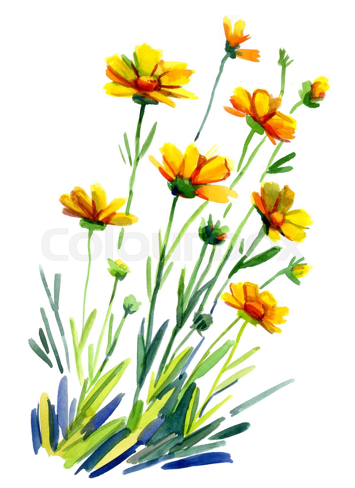 Rudbeckia. Drawing with watercolor | Stock image | Colourbox