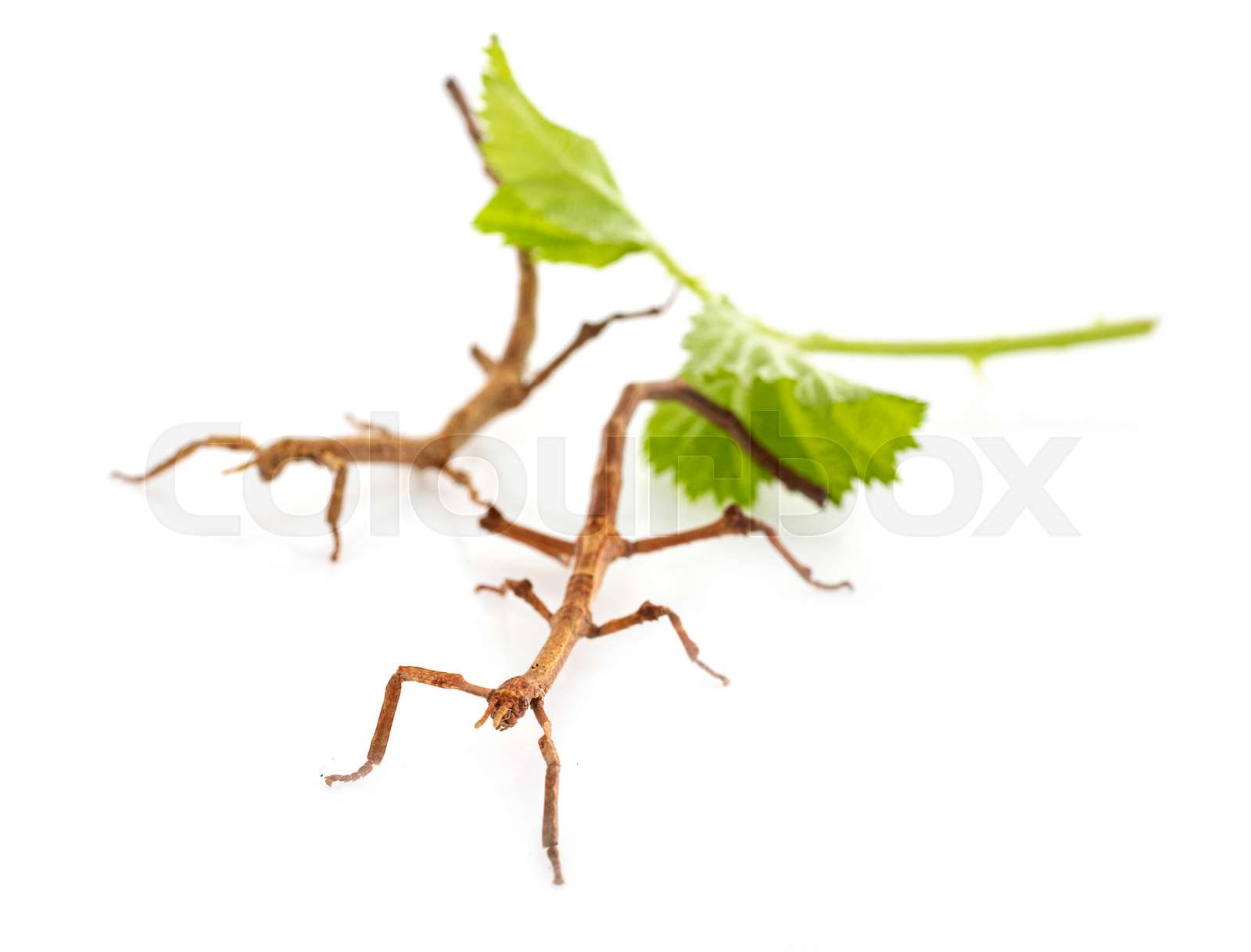 Stick Insect In Studio Stock Image Colourbox