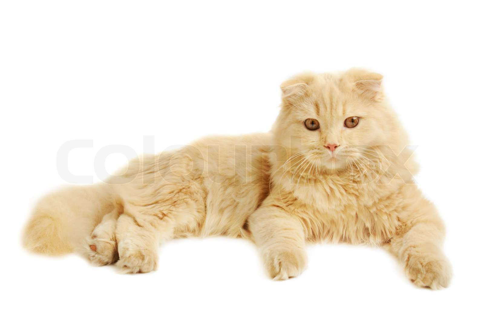 Scottish highland cat | Stock image | Colourbox