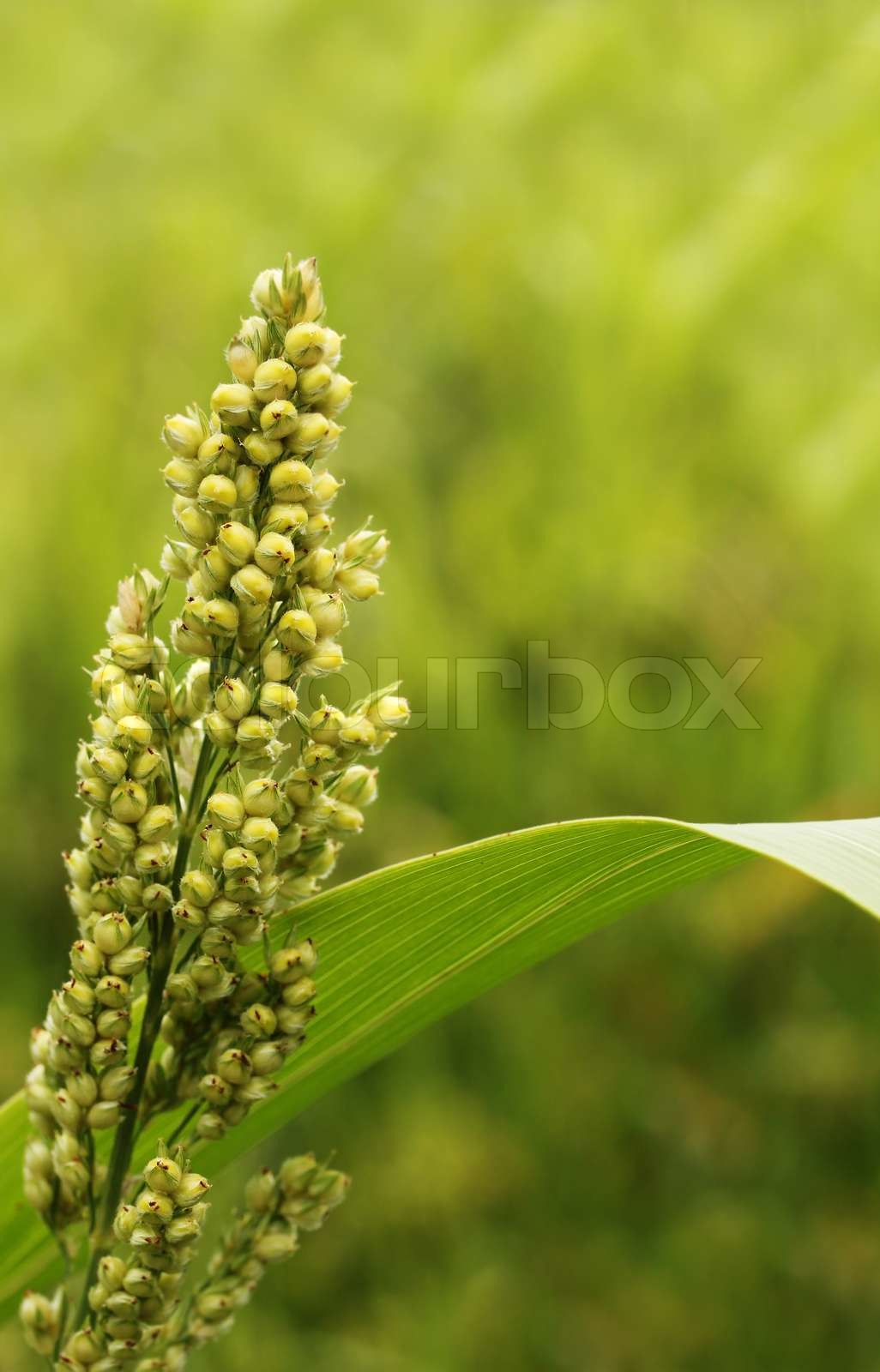 Closeup of ear of sorghum millet crop ripe for harvesting | Stock image ...