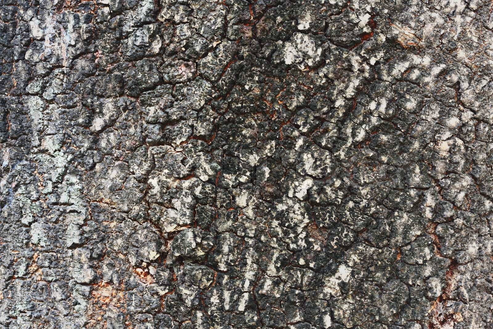 Black tree bark | Stock image | Colourbox